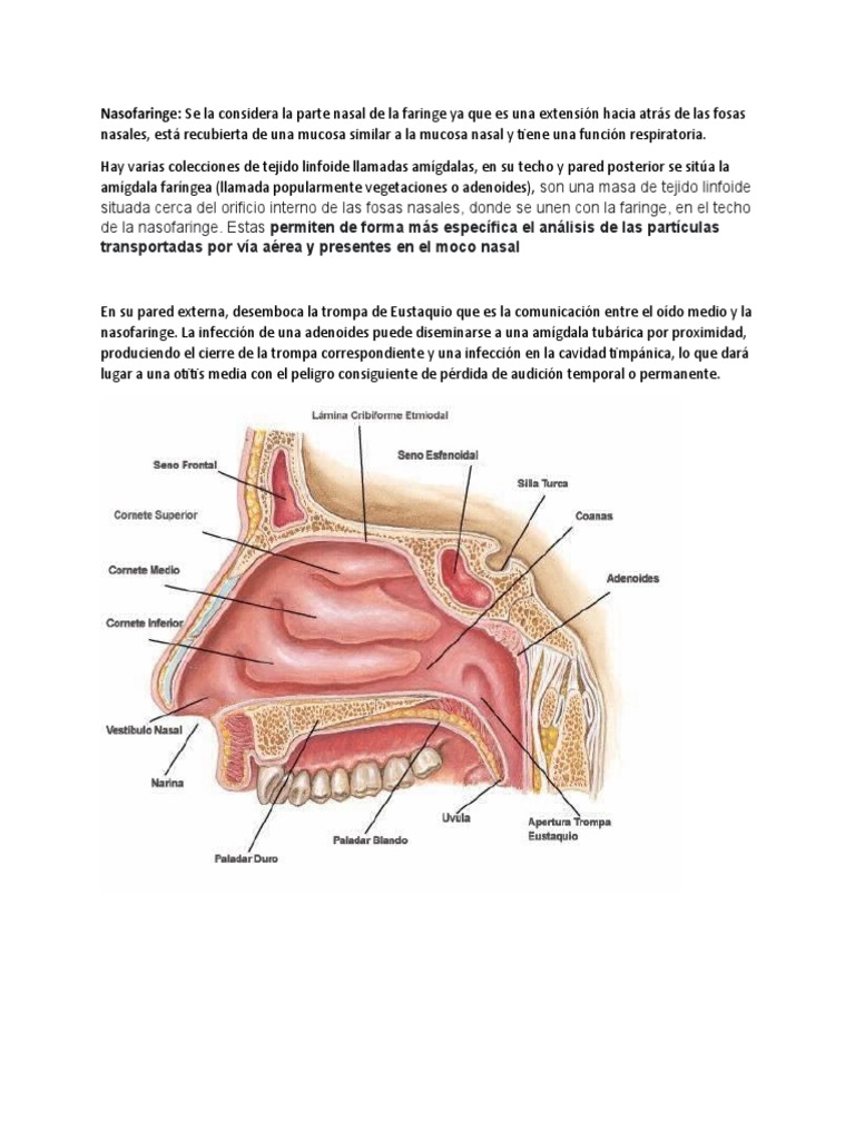 La anatomía y función de la nasofaringe y la orofaringe | PDF