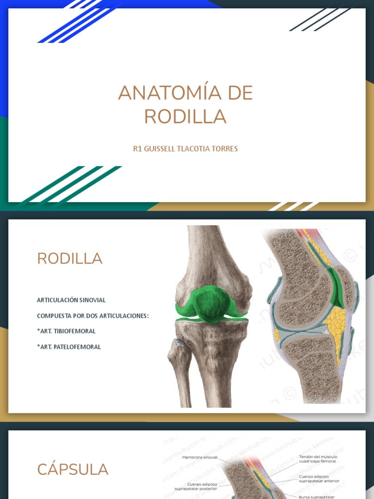 Rodilla | PDF | Rodilla | Sistema musculoesquelético