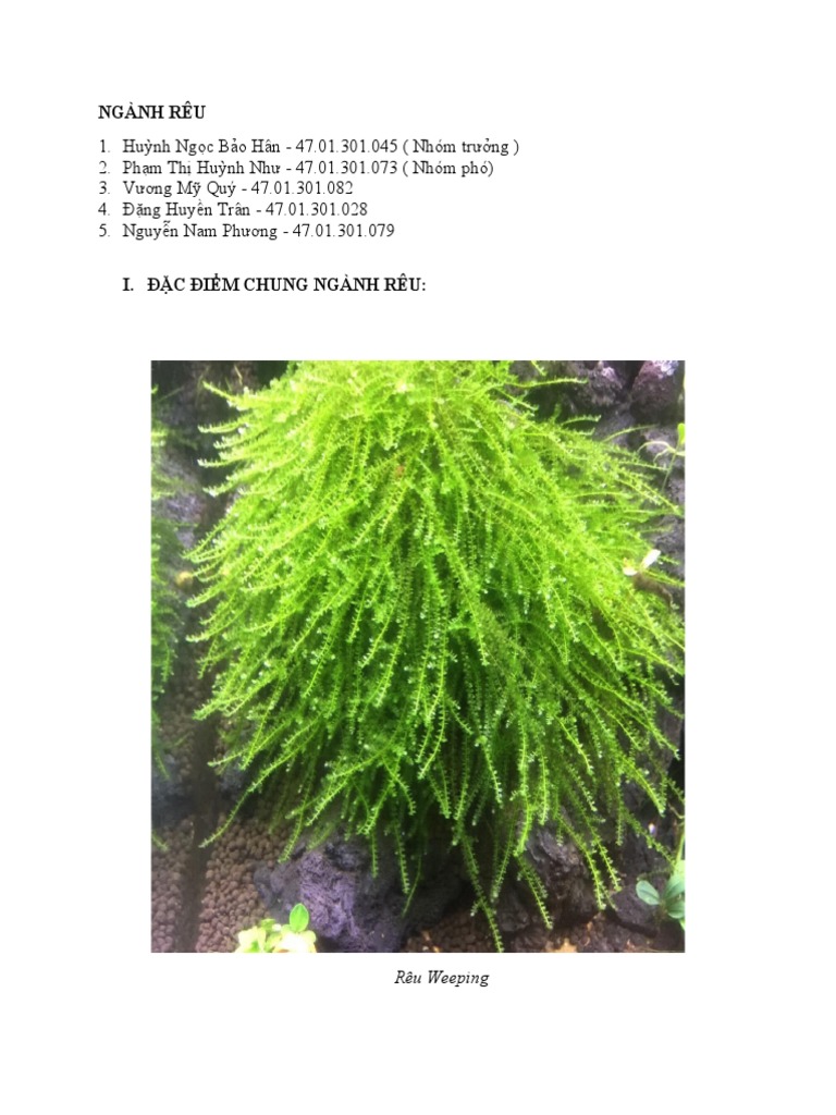 N I Dung NGÀNH RÊU | PDF