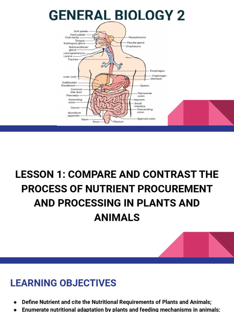 Genbio2 Lesson 1 Plant and Animal Nutrition Part 1 | Download Free PDF ...