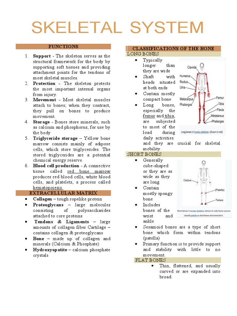 physio | PDF | Vertebra | Anatomical Terms Of Motion
