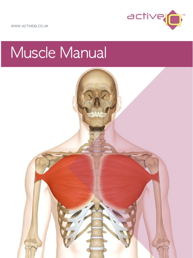 Muscle Manual From Active IQ | PDF | Human Leg | Foot
