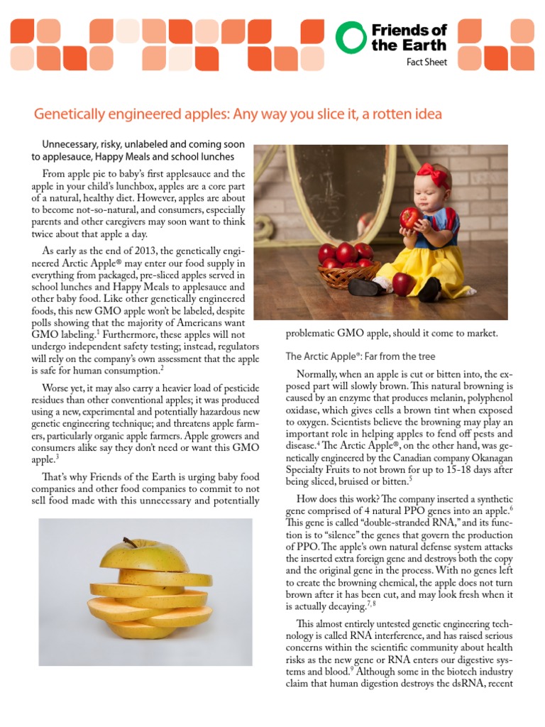 GMO Apple Fact Sheet Rev2 | PDF | Genetically Modified Organism | Apple