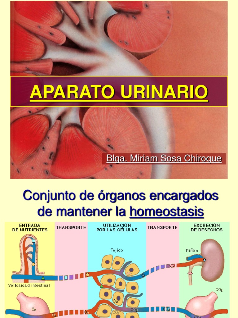 Aparato Excretor Ades 1 | PDF | Riñón | Vejiga urinaria