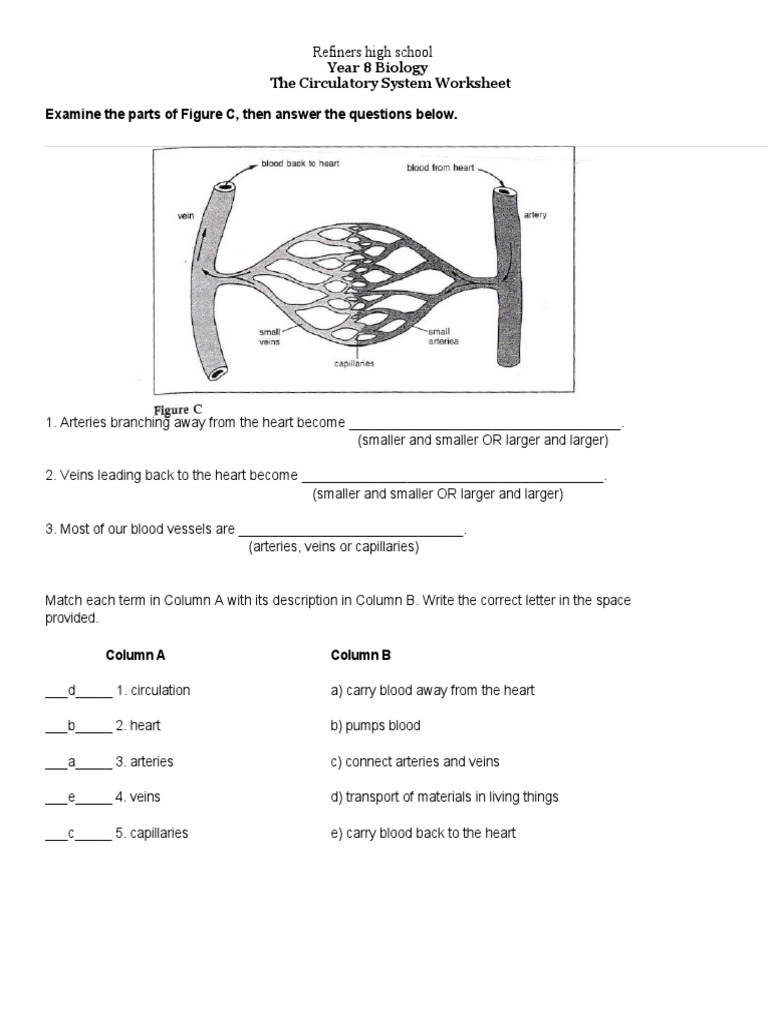 Year 8 Circulatory System Worksheet | PDF | Blood | Vein