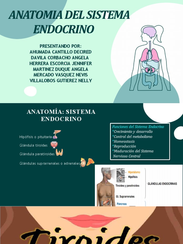 Anatomia | Descargar gratis PDF | Tiroides | Glándula paratiroidea