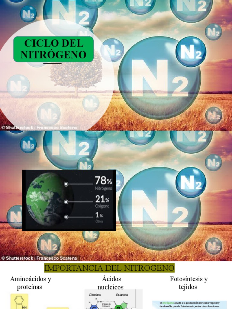 Ciclo Del Nitrógeno | PDF | Nitrógeno | Metabolismo