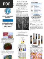 Citrobacter freundii: Características y Aislamiento | PDF | Las ...