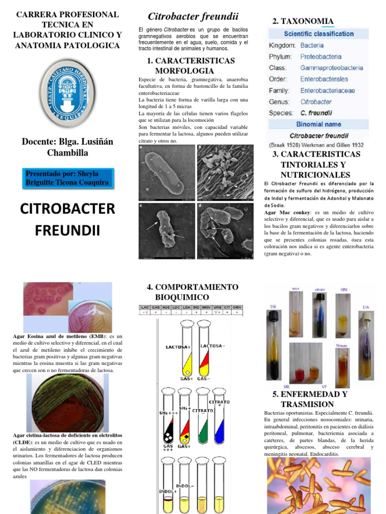 Citrobacter freundii: Morfología y Enfermedades | PDF | Bacterias Gram-negativo | Las bacterias