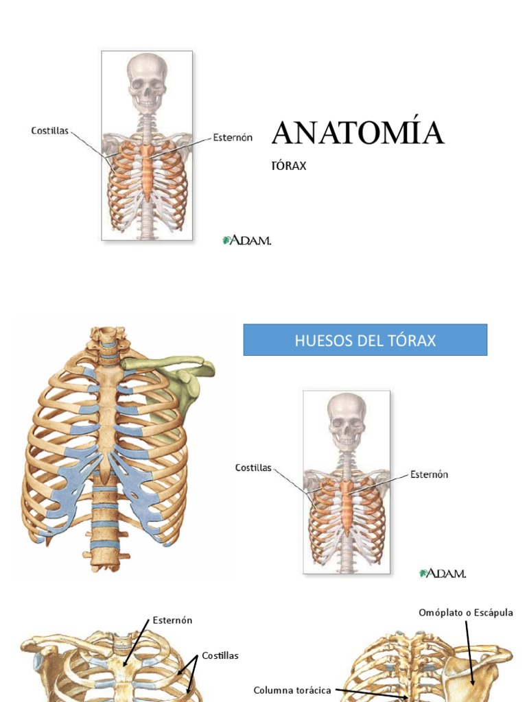 Huesos y Anatomía del Tórax | PDF | Métodos y materiales de enseñanza