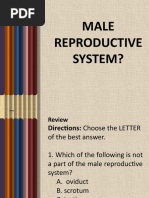 Male Reproductive System | PDF | Reproductive System | Human Body
