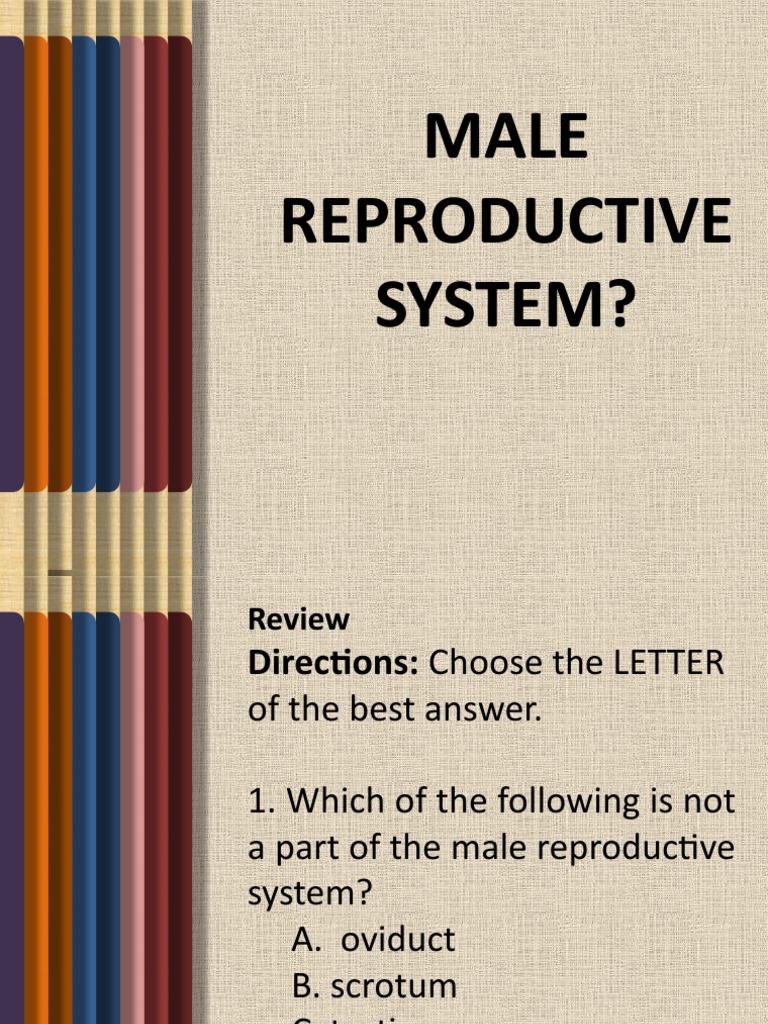 Anatomy and Functions of the Male Reproductive System | PDF ...