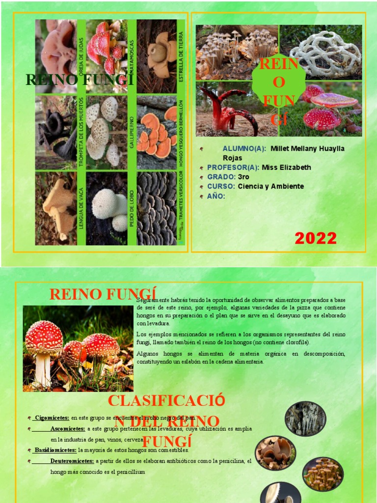 Clasificación y Uso del Reino Fungi | PDF