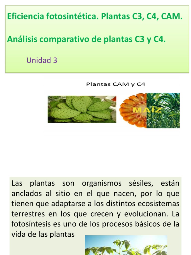 UNIDAD 3 Fotorrespiración, Plantas C3. C4, CAM | PDF | Fotosíntesis ...