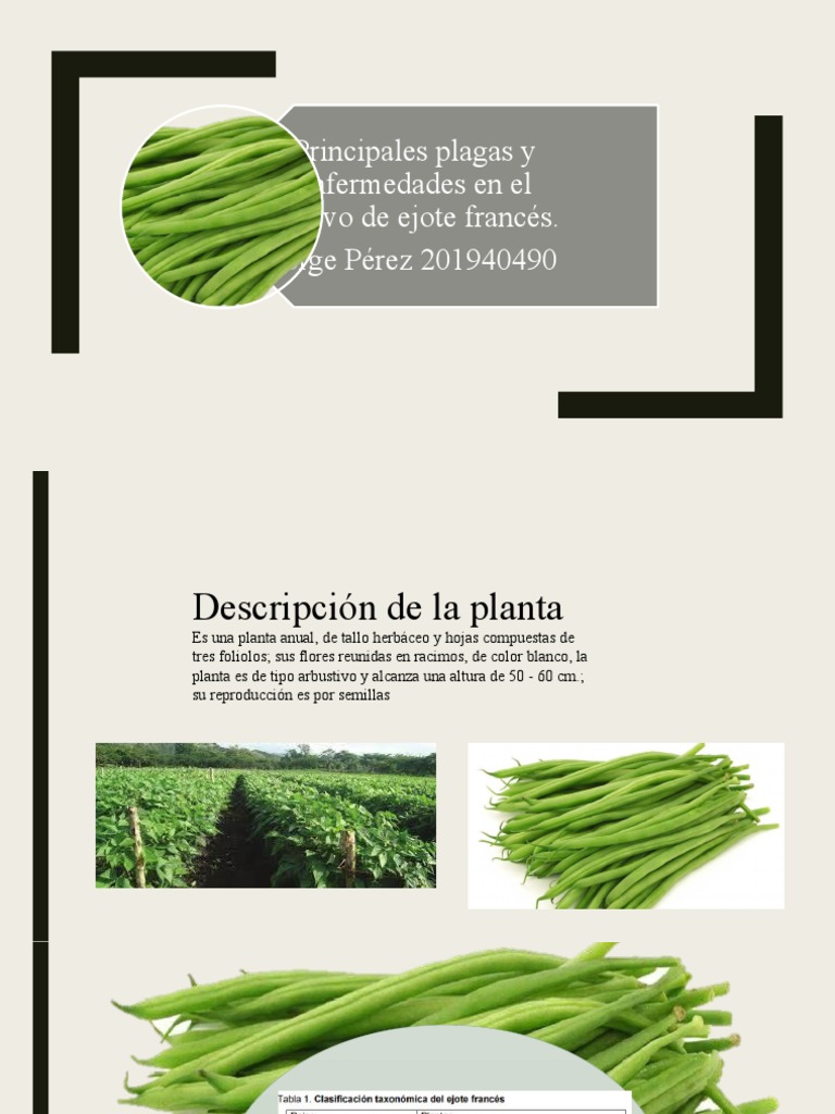 Plagas y enfermedades del ejote francés | PDF | Siembra | Agricultura