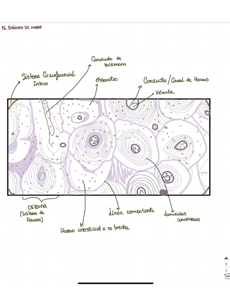 Diáfisis de Hueso | PDF