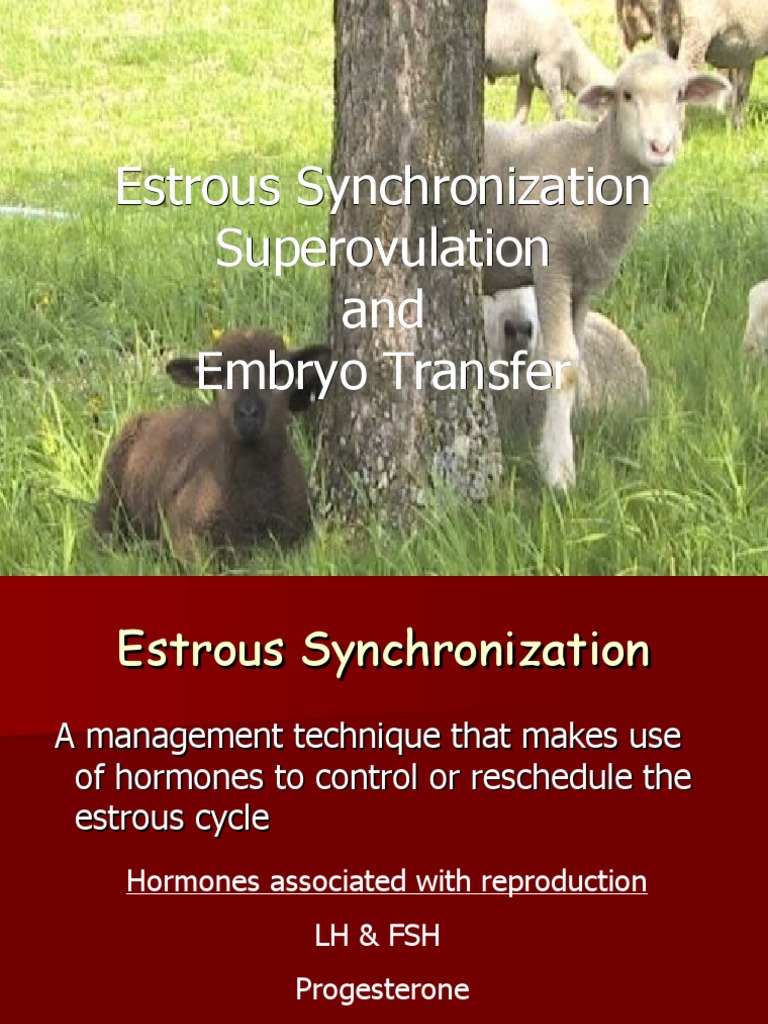 Estrous Synchronization Pdf Biological Processes Sex