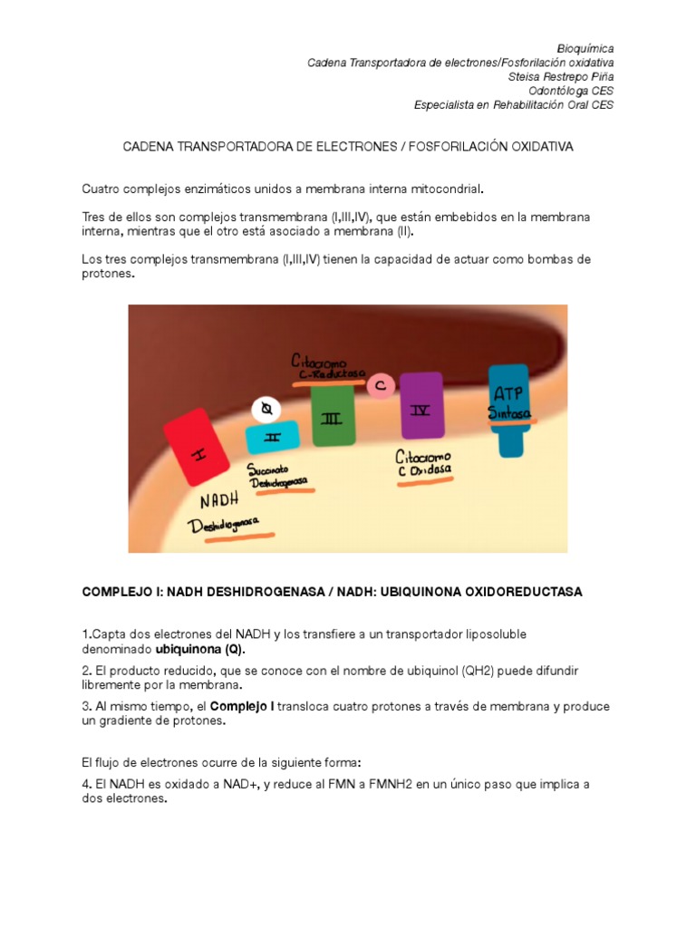 Cadena Transportadora de Electrones Ii | PDF | Cadena de transporte de electrones | Trifosfato ...