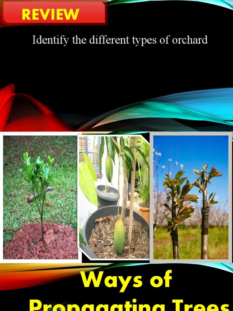 Ways of Propagating Trees and Fruit Trees | PDF | Home & Garden ...