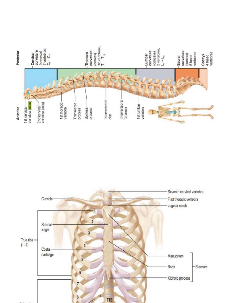 Vertebral Column and Thoracic Cage | PDF