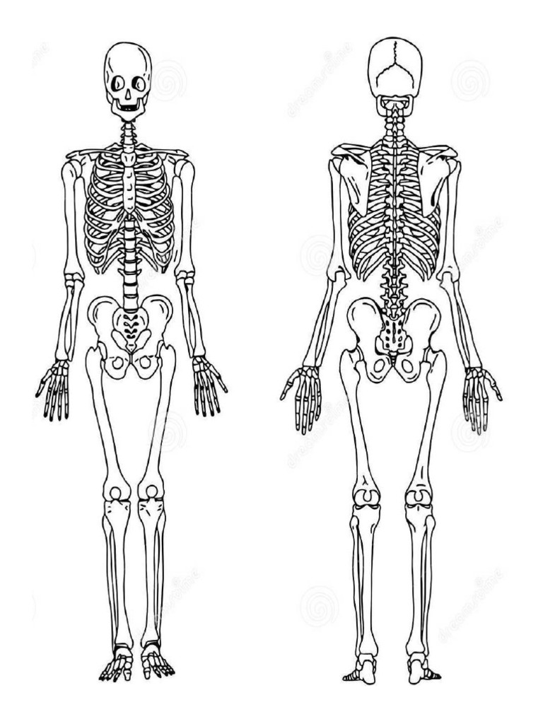 Skeletal System | PDF