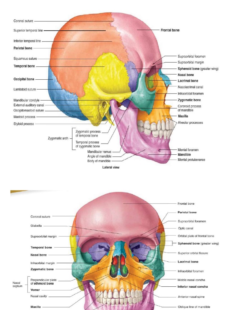 Parts of Skull | PDF