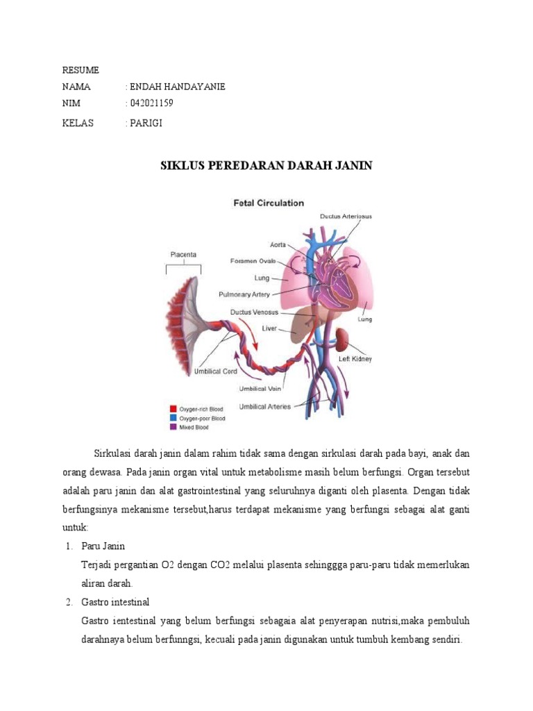Sistem Peredaran Darah Janin Endah Handayanie | PDF