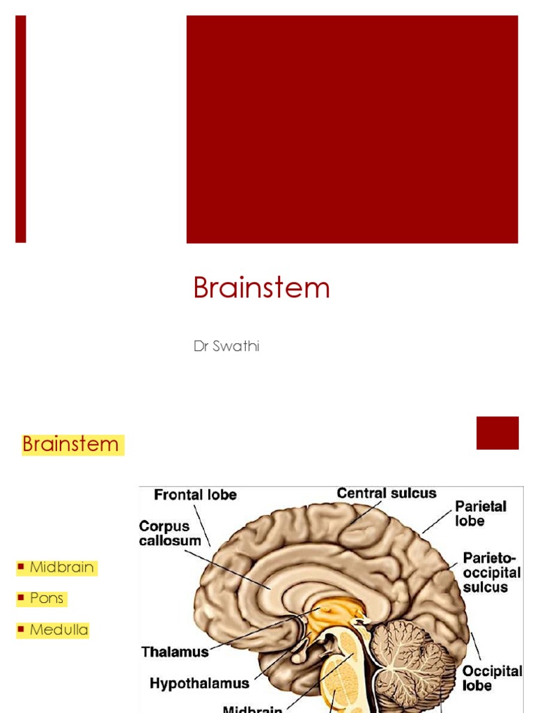 Brainstem | PDF | Brainstem | Human Anatomy