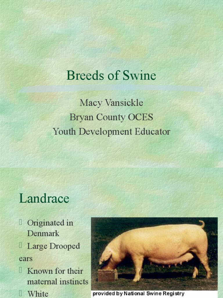 Swine Breeds | PDF | Domesticated Animals | Breeding