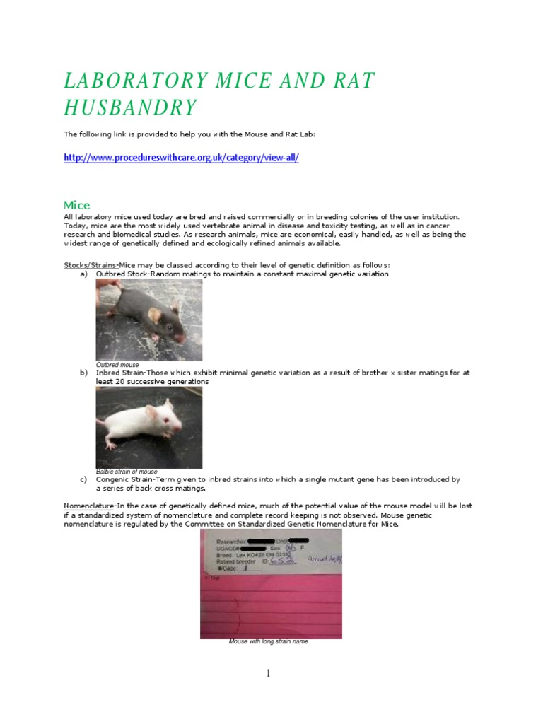 Mouse and Rat Husbandry Guidelines | PDF | Laboratory Rat | Transgene