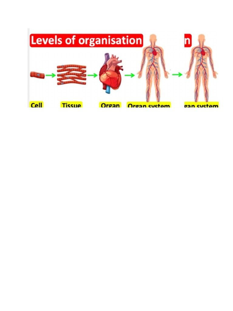 Levels of Organsation | PDF