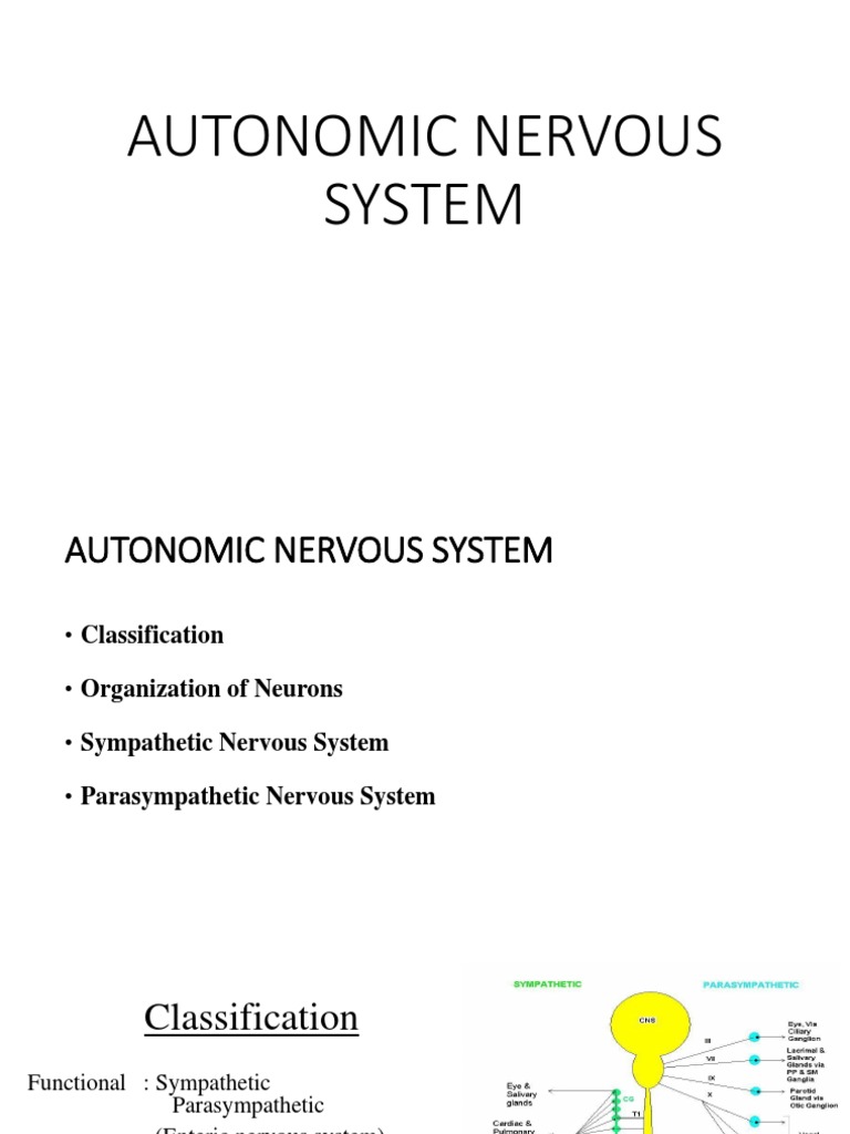 Autonomic Nervous Sysytem | PDF | Autonomic Nervous System | Acetylcholine