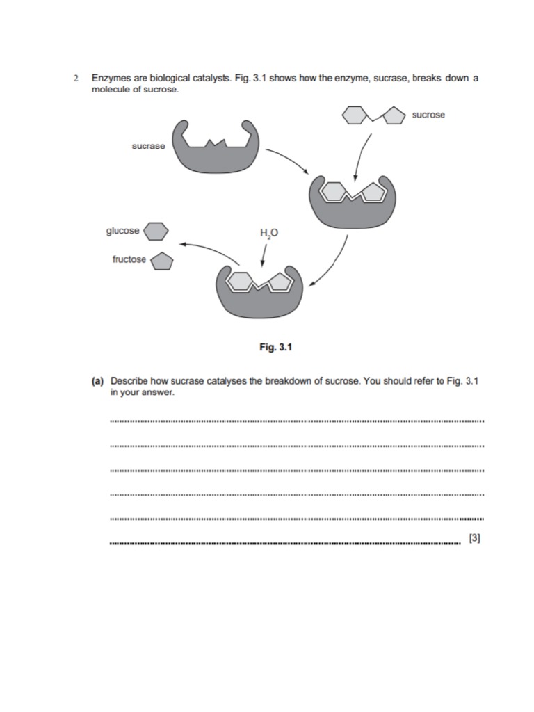 chapter 5 enzymes | PDF