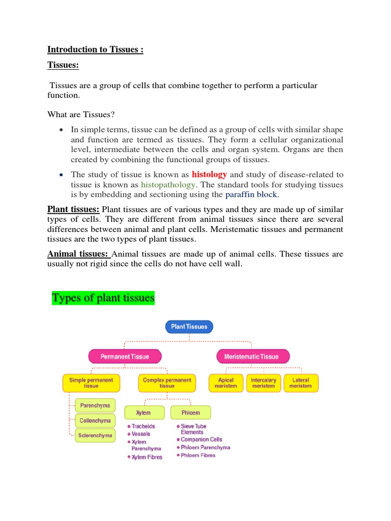 Class 9 Tissue Lesson Notes | PDF | Tissue (Biology) | Connective Tissue