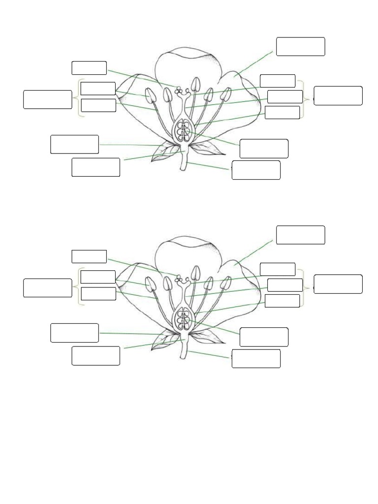 Flower Labeling | PDF