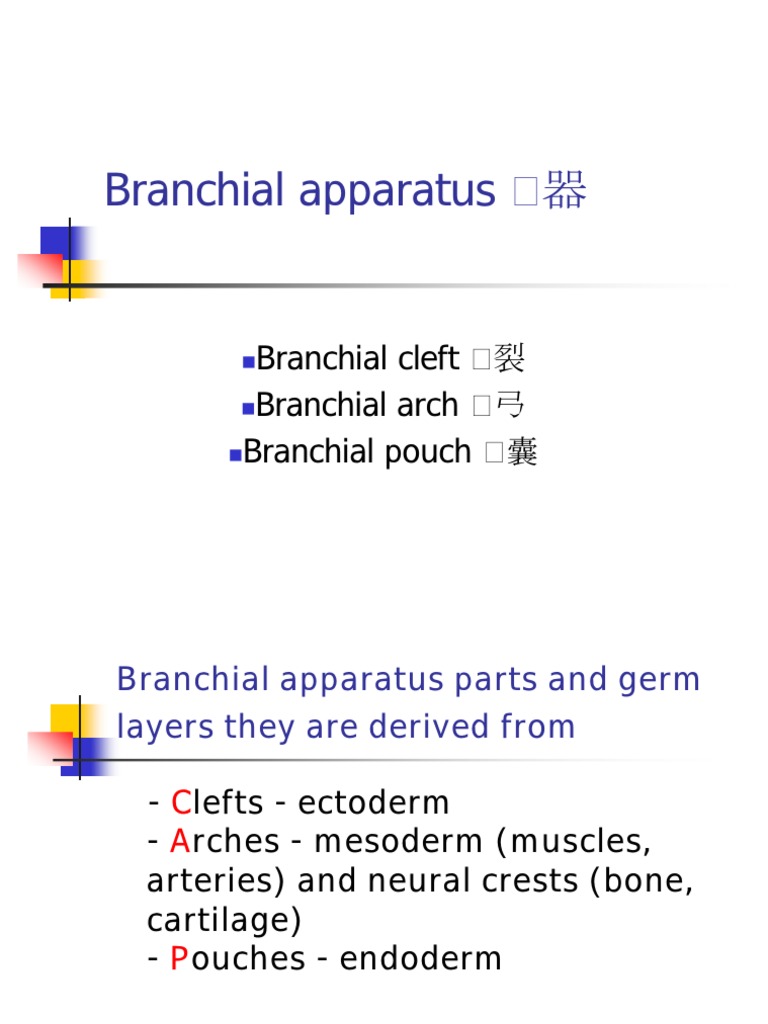 Branchial Arches Mnemonic Guide | PDF