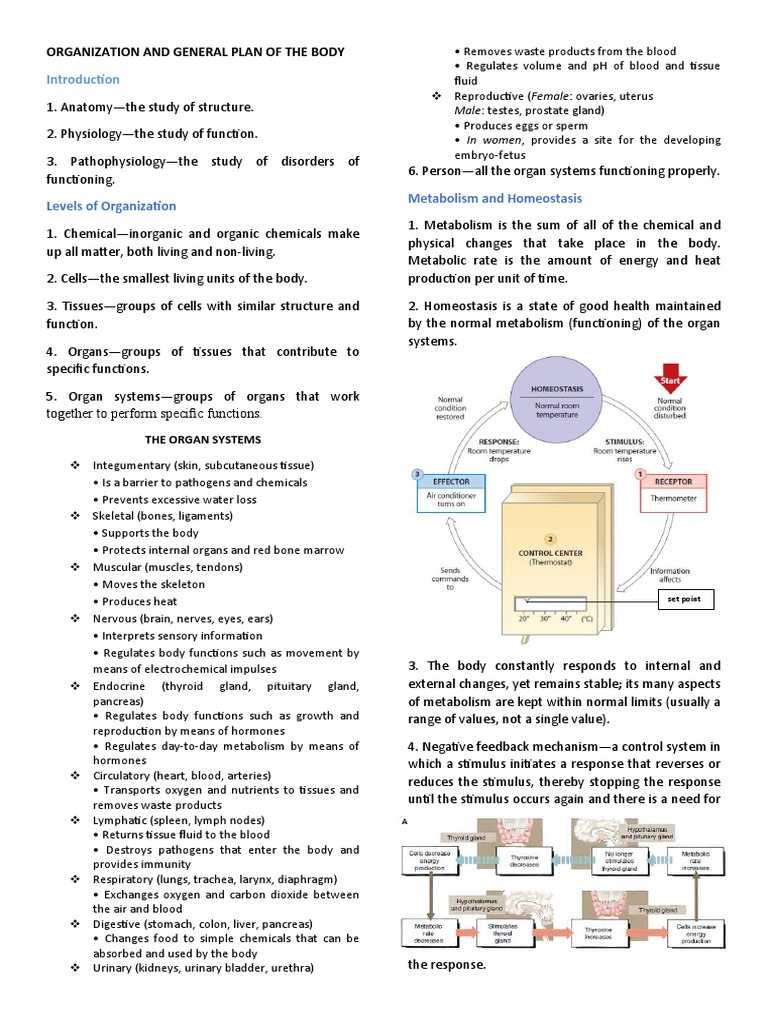 Organization and General Plan of The Body | PDF | Human Body | Abdomen