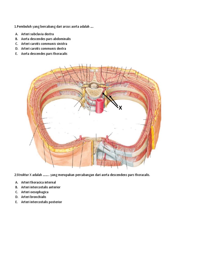 Struktur dan Percabangan Aorta | PDF | Seni