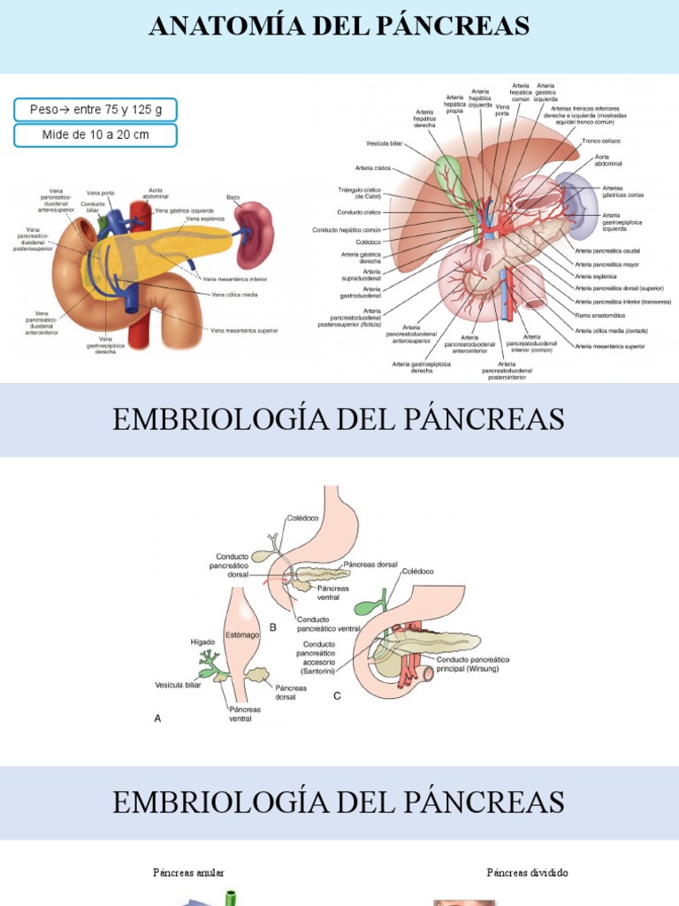 Páncreas | PDF | Páncreas | Hipoglucemia