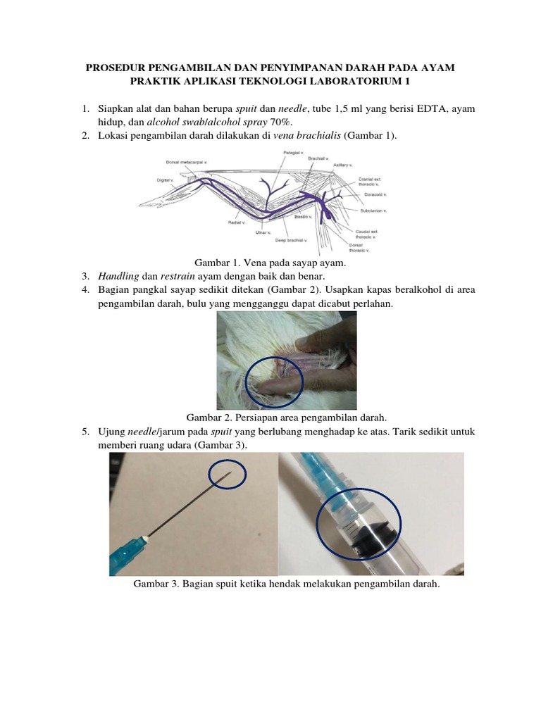 Prosedur Pengambilan Darah Ayam | PDF | Sains & Matematika