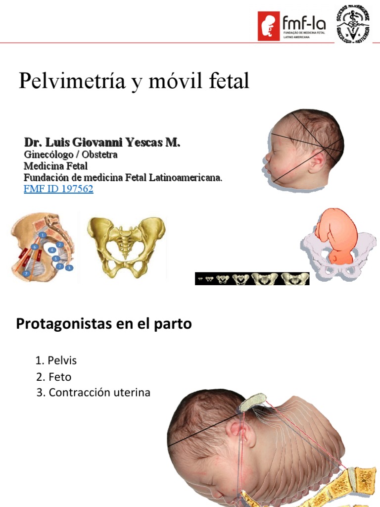 Pelvimetría y Posición Fetal en Parto | PDF | Pelvis | Sistema ...