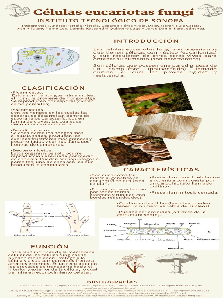 Cartel-Célula Eucariota Fungí | PDF | Hongo | Biología Celular)