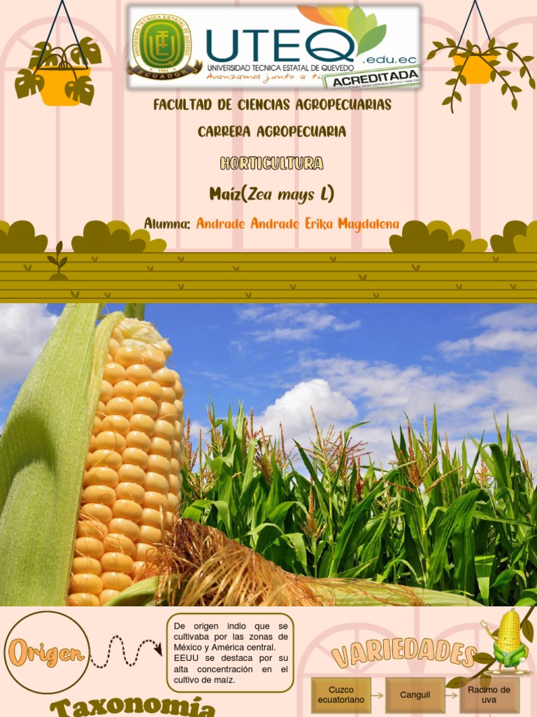 Maiz | PDF | Maíz | Agricultura