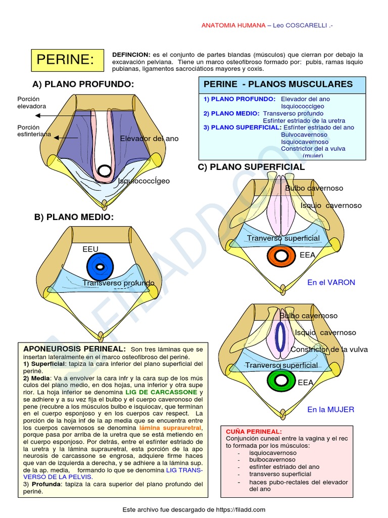 Perine | PDF | Morfología (biología) | Anatomía