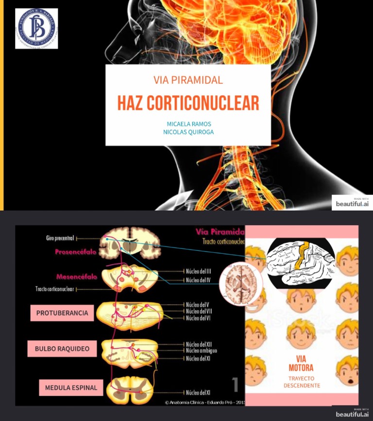 Haz Corticonuclear | PDF