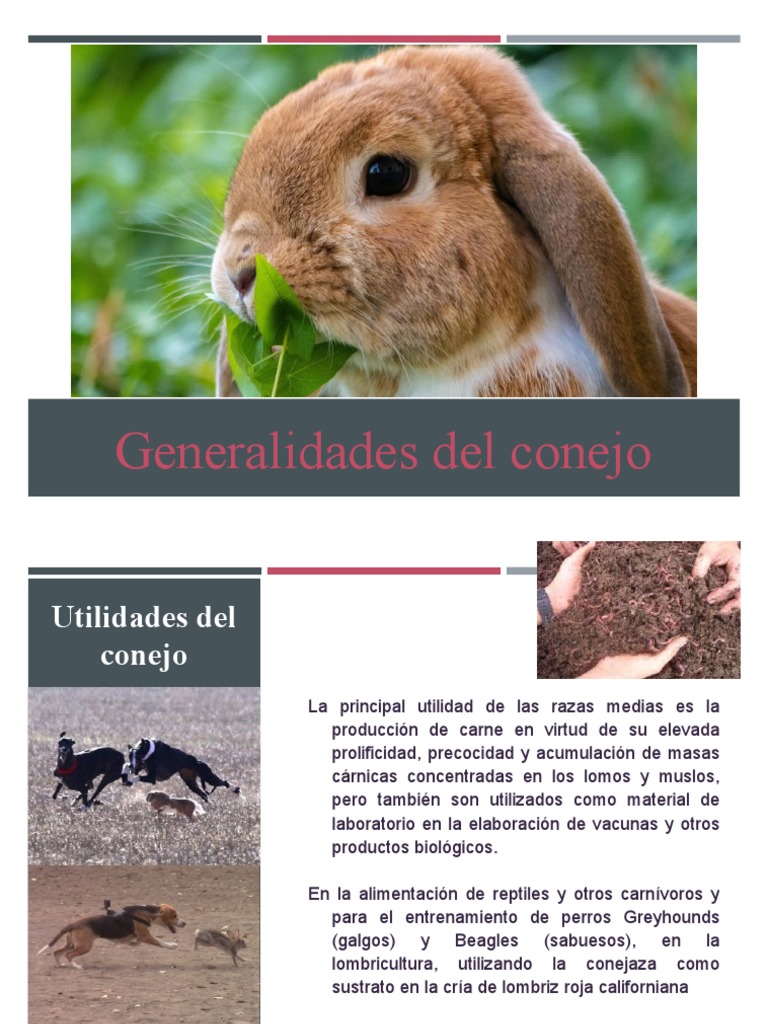 Anatomía y Utilidades del Conejo | PDF | Digestión | Sistema digestivo ...