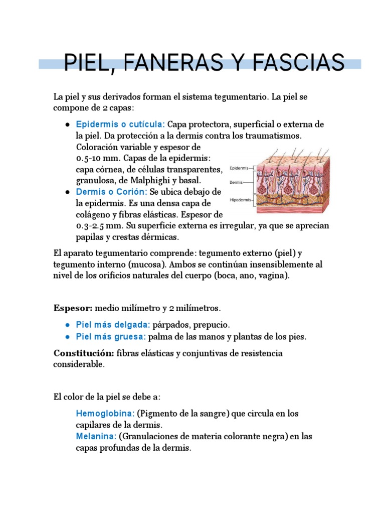 La anatomía del sistema tegumentario: estructura, funciones y ...