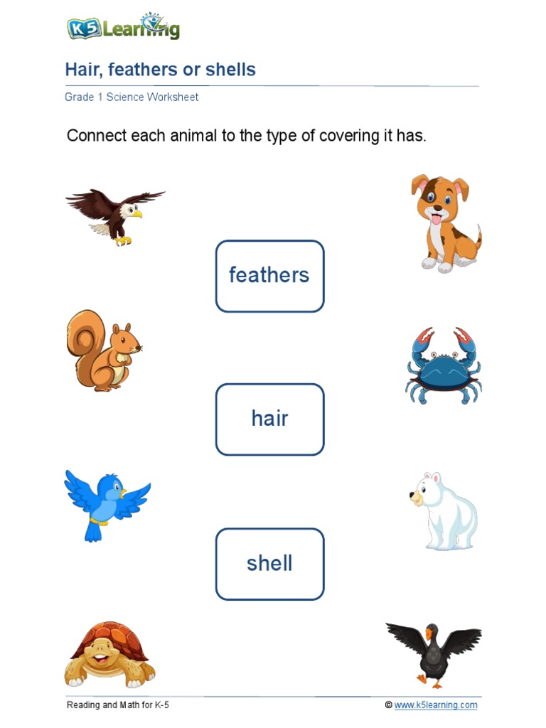 Animal Body Coverings Worksheet | PDF