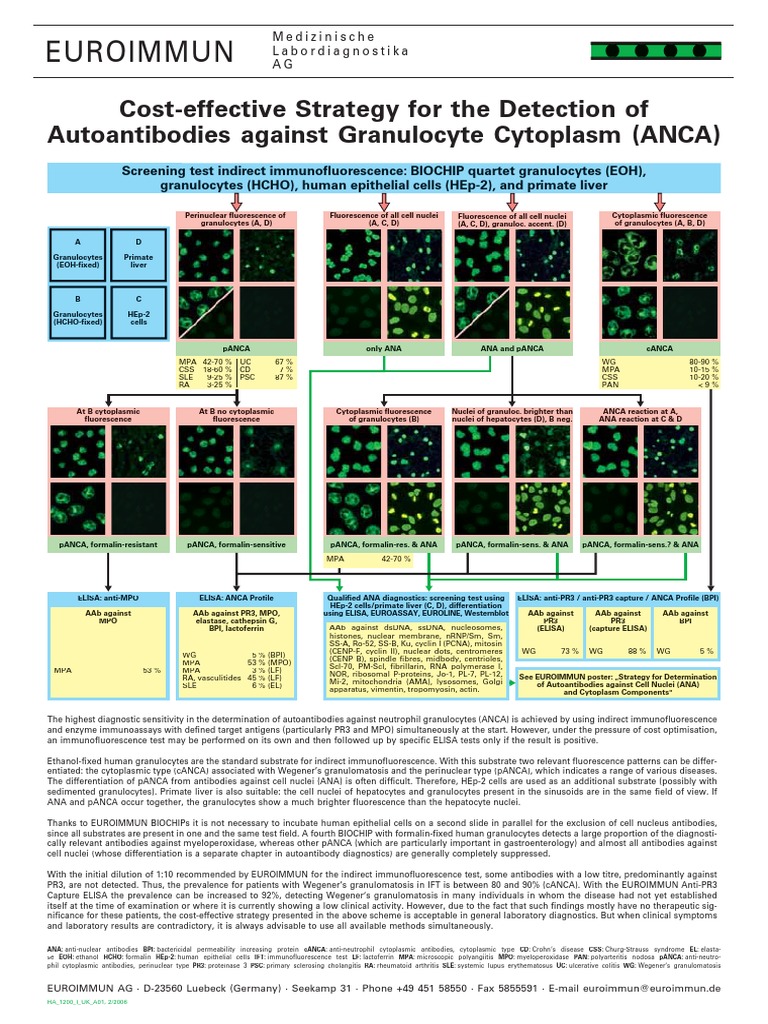 ANCA Poster | PDF | Molecular Biology | Immunology
