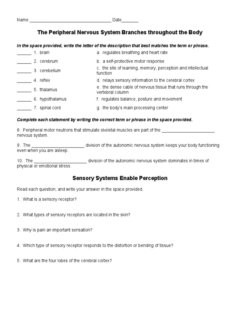 The Peripheral Nervous System Branches Throughout The Body Worksheet1 ...